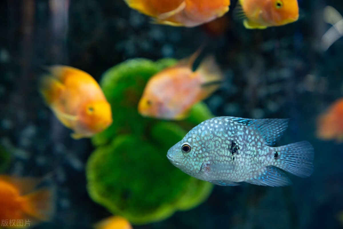 What do fish rely on to hear sounds? - iMedia