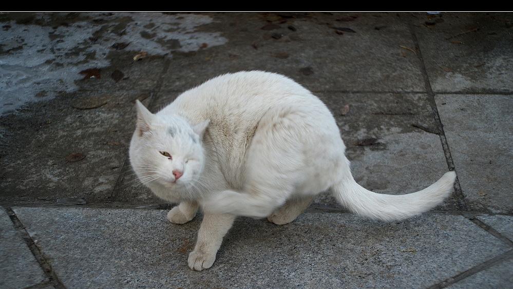 How to tell if your cat is "infected" with parasites? Pay attention to ...