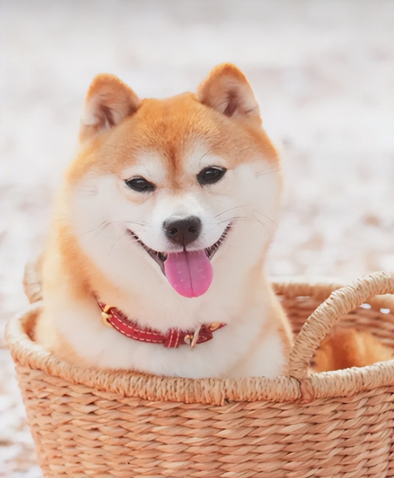 Shiba Inu, you are my god!Raise a Shiba Inu - iNEWS