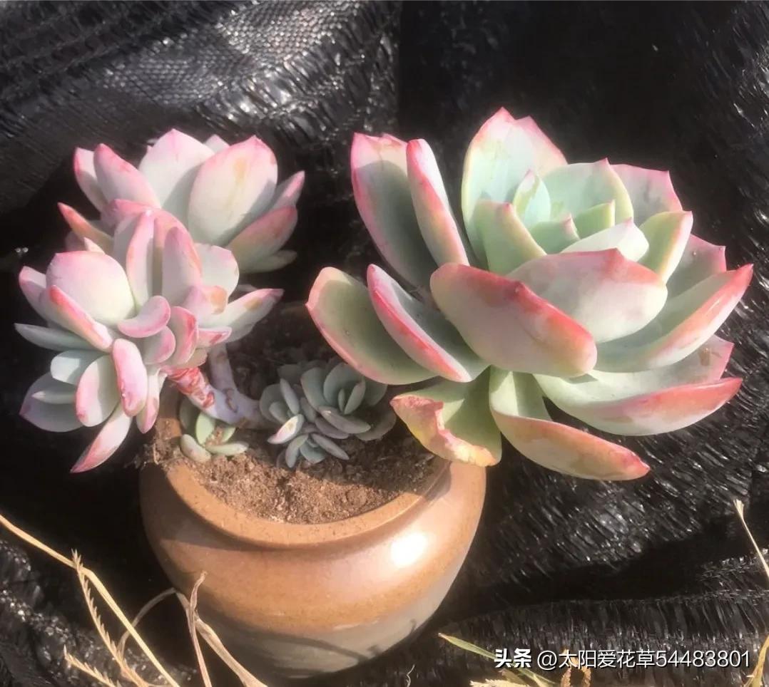I like the succulent Baifeng and Guanghan Palace very much. The skin is ...