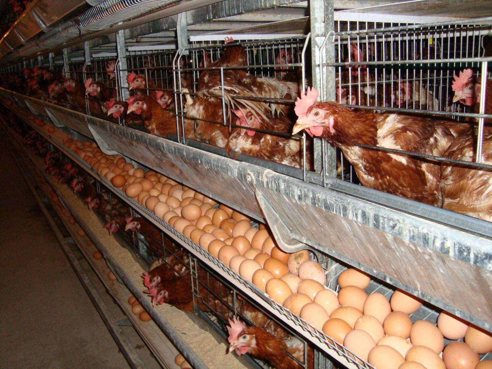 What is the cause of chicken salpingitis? What are the causes of ...