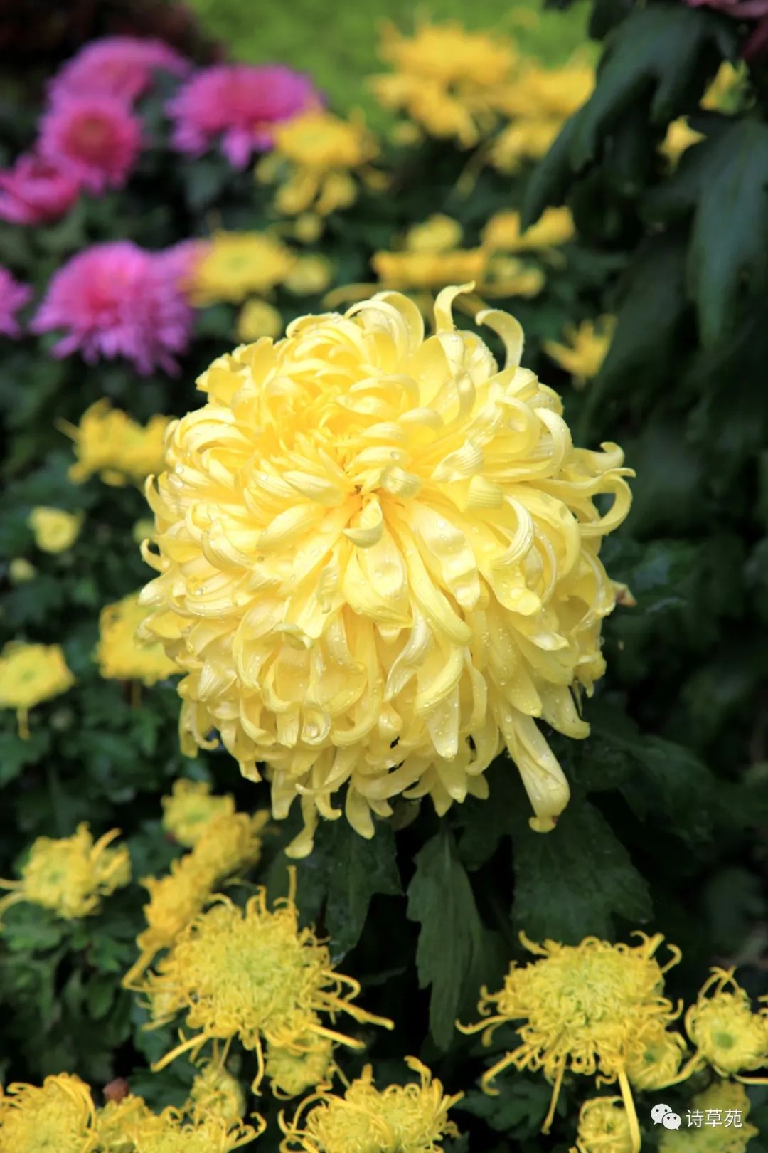 Wing Chrysanthemum (two songs) - iNEWS