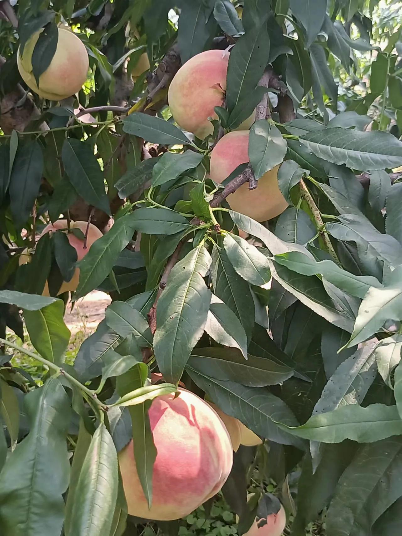 Late Peach Flavor in Greater Guanzhou - iNEWS