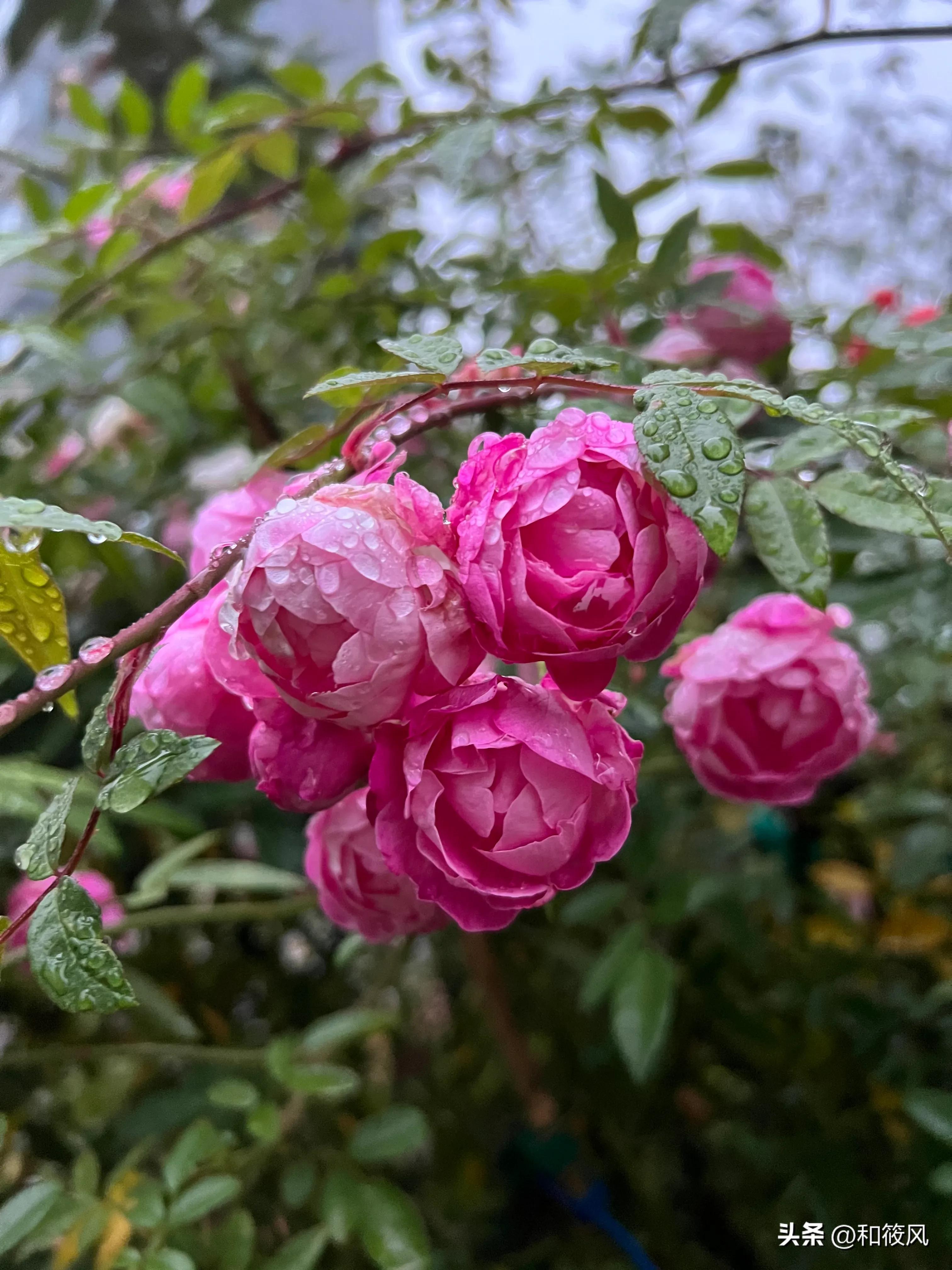 What kind of friends are worth making? "To make friends, you should make Xue Baochai." - iMedia