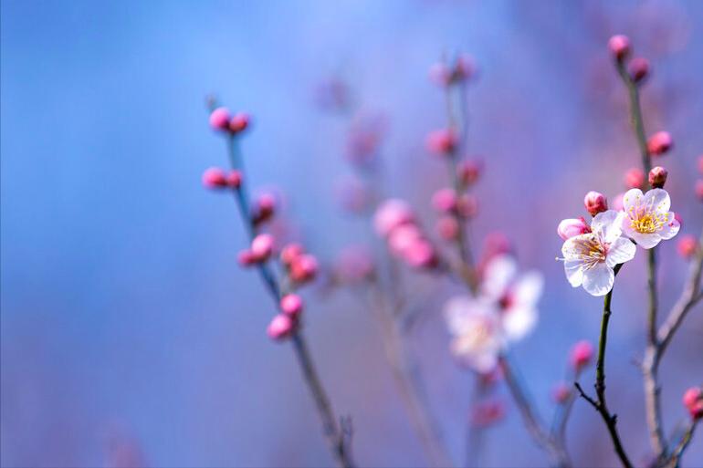 The "Winter Emperor" of the Pear Garden out of sight - Meng Xiaodong ...