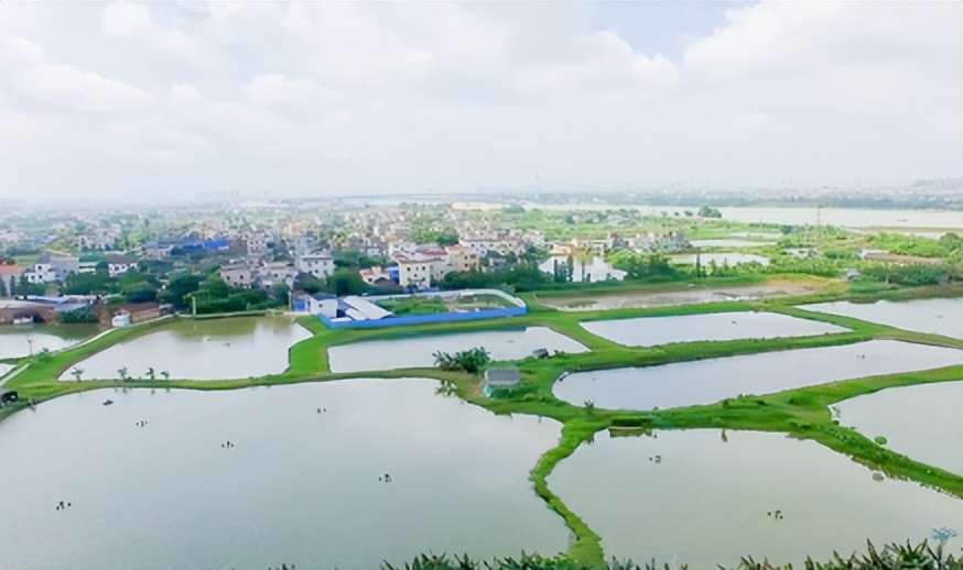 Jun'an Fish Cake: Famous Chinese Snack, One of Shunde's Hundred Ways to ...