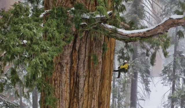 The 4 tallest trees in the world, one is larger than the Statue of ...