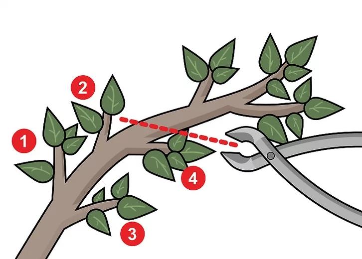 Easy 3 Steps to Pruning Potted Trees, Maintenance Pruning, Structural or Style Pruning - iNEWS