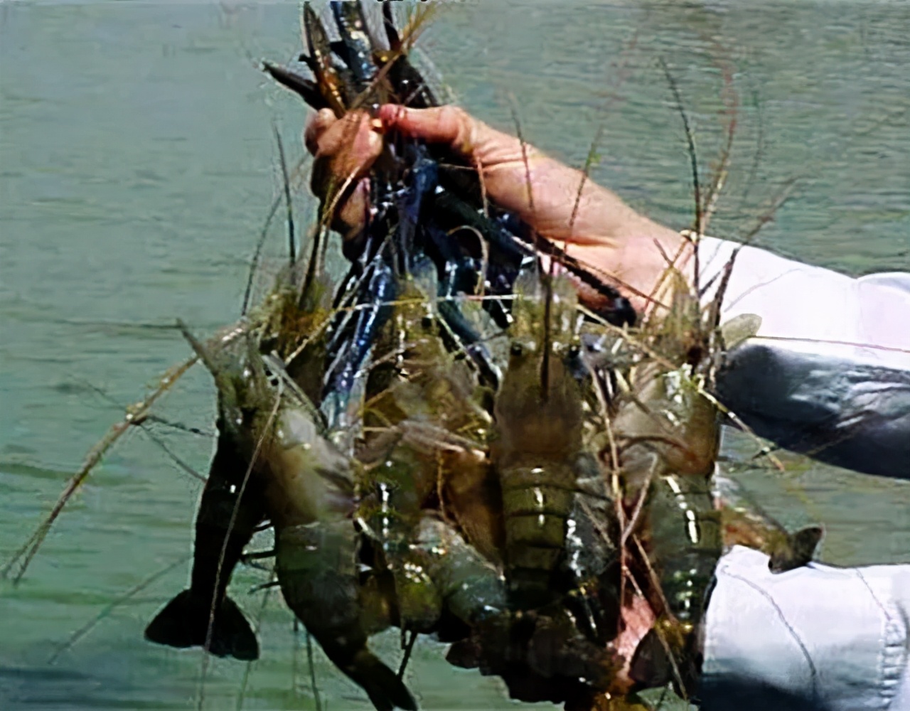 Roche shrimp in the Mekong River flooded and grew to the size of an arm ...
