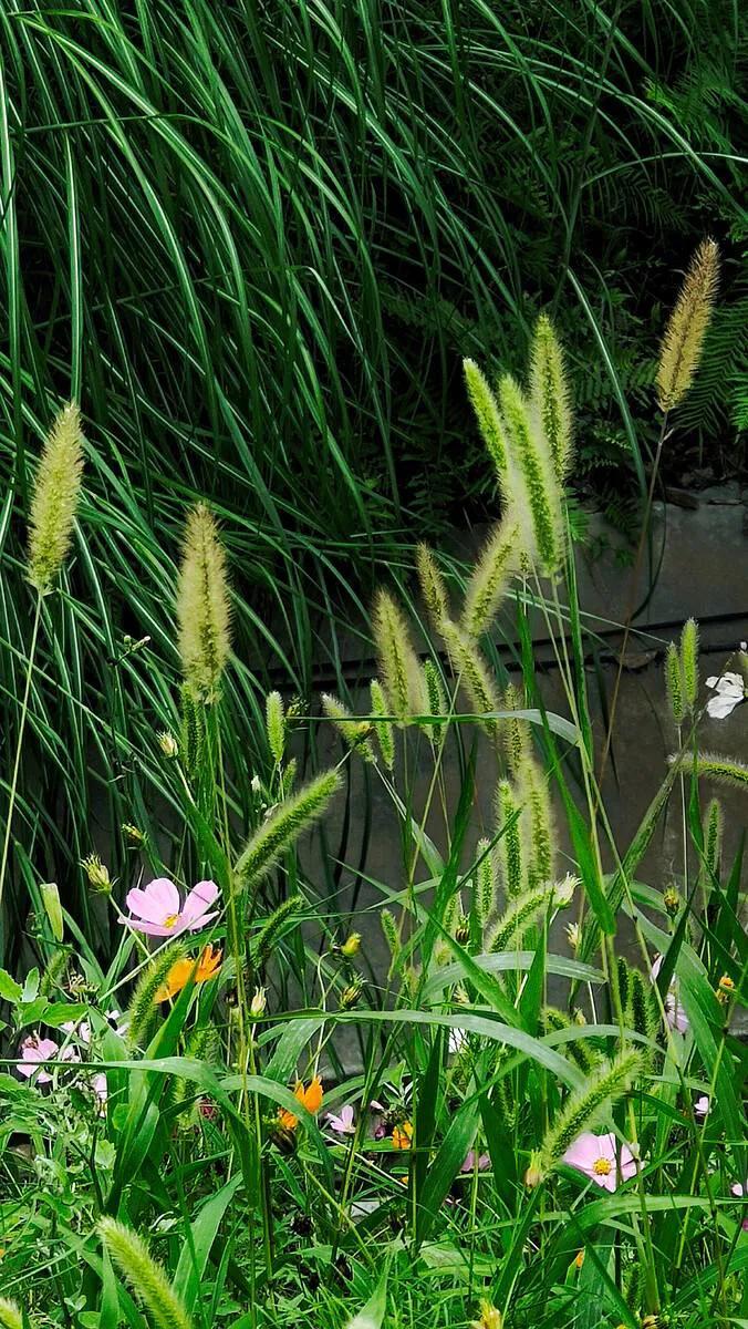 Humorous, simple and straightforward, with implicit philosophy, the ...