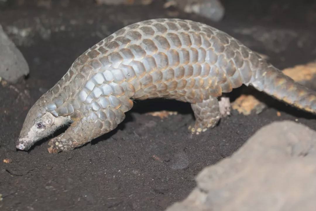 A pangolin, which has lived for 50 million years, can eat 70 million ...