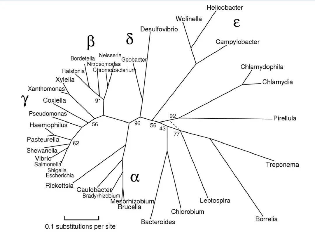 Recognize Proteobacteria, causes and health risks of Proteobacteria ...