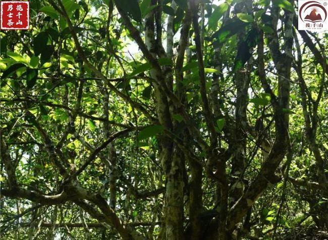 Banpen: It is 2 kilometers away from the old Banzhang, and the price ...