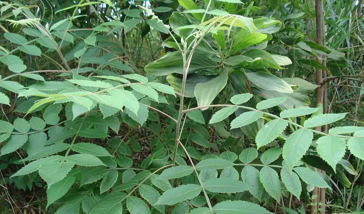 Do you know about the magical fruit gallnut, which is hidden in its ...