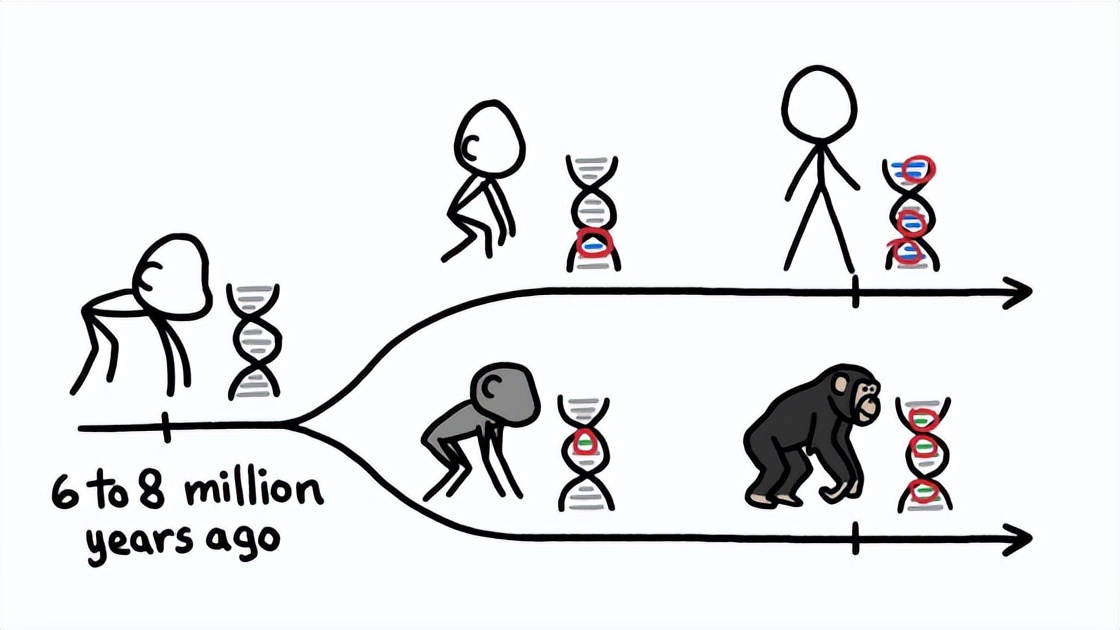 Is it true that human and chimpanzee DNA are 99% identical? - iMedia