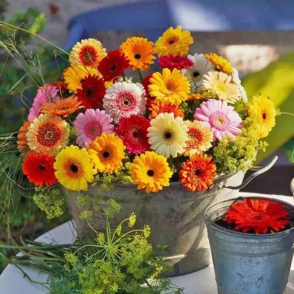 Gerbera, the uncrowned king of the cut flower world, has many varieties ...
