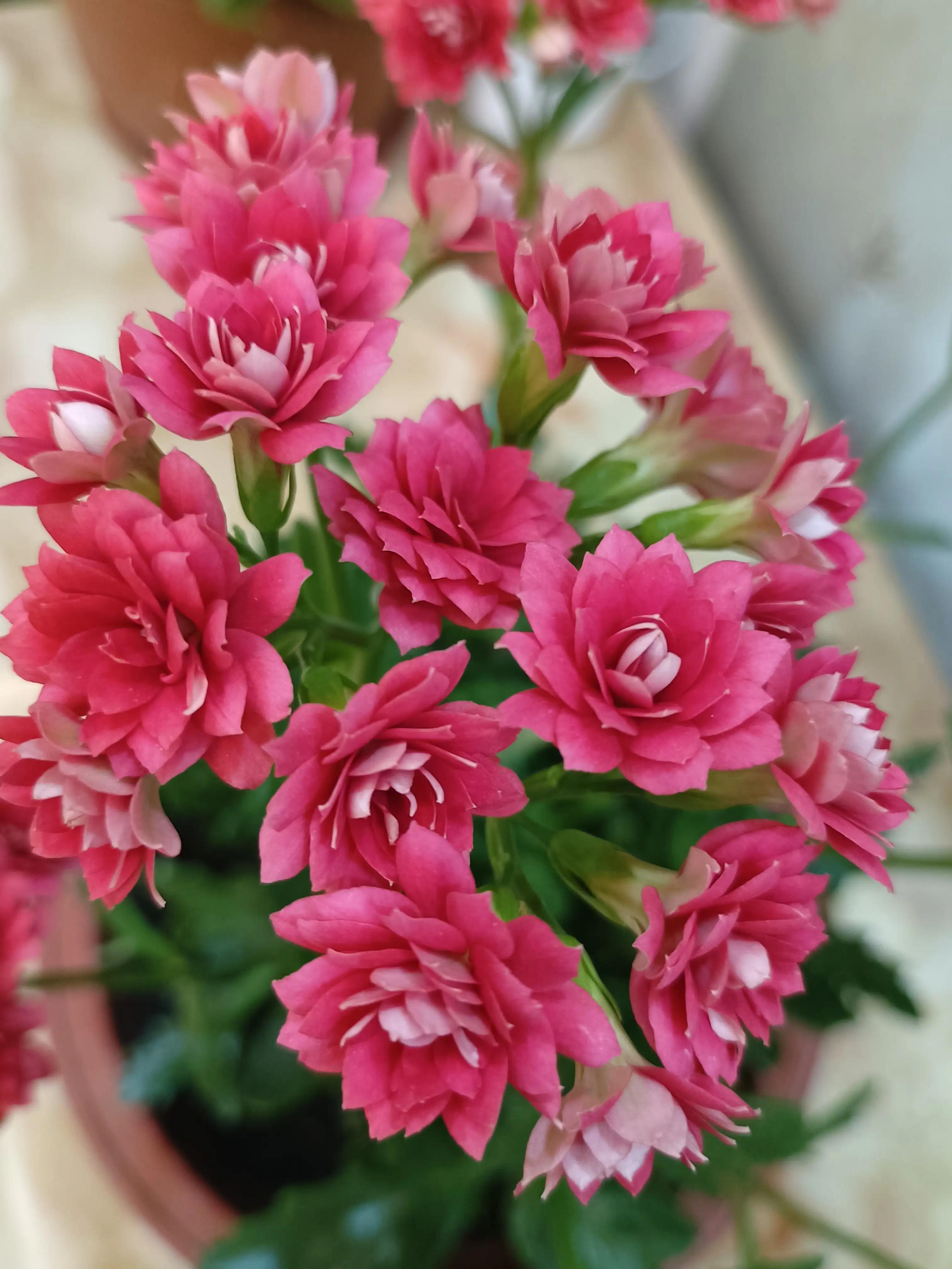 After the beginning of autumn, the cultivation of longevity flowers has ...