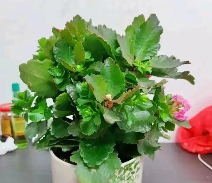 Raise this flower, pluck the leaves with heart and you will be able to ...