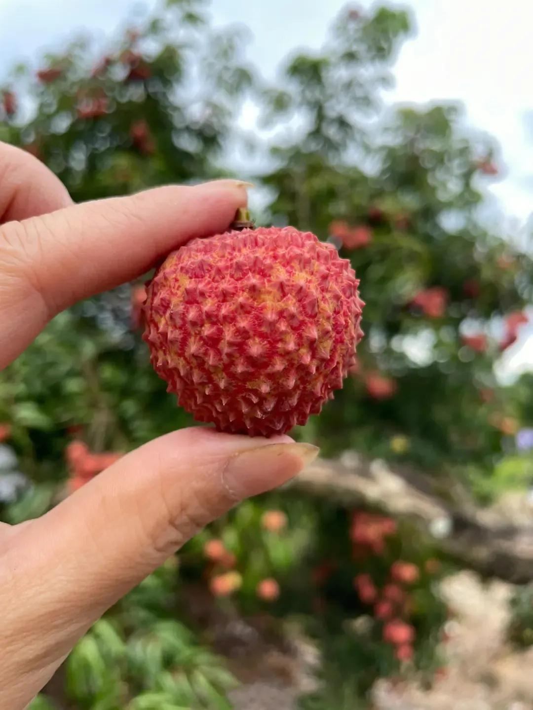 The benefits and taboos of eating lychees - iMedia