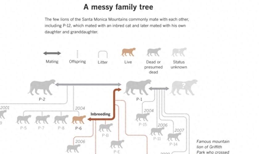 Animals mate without recognizing their relatives. What should a stray ...