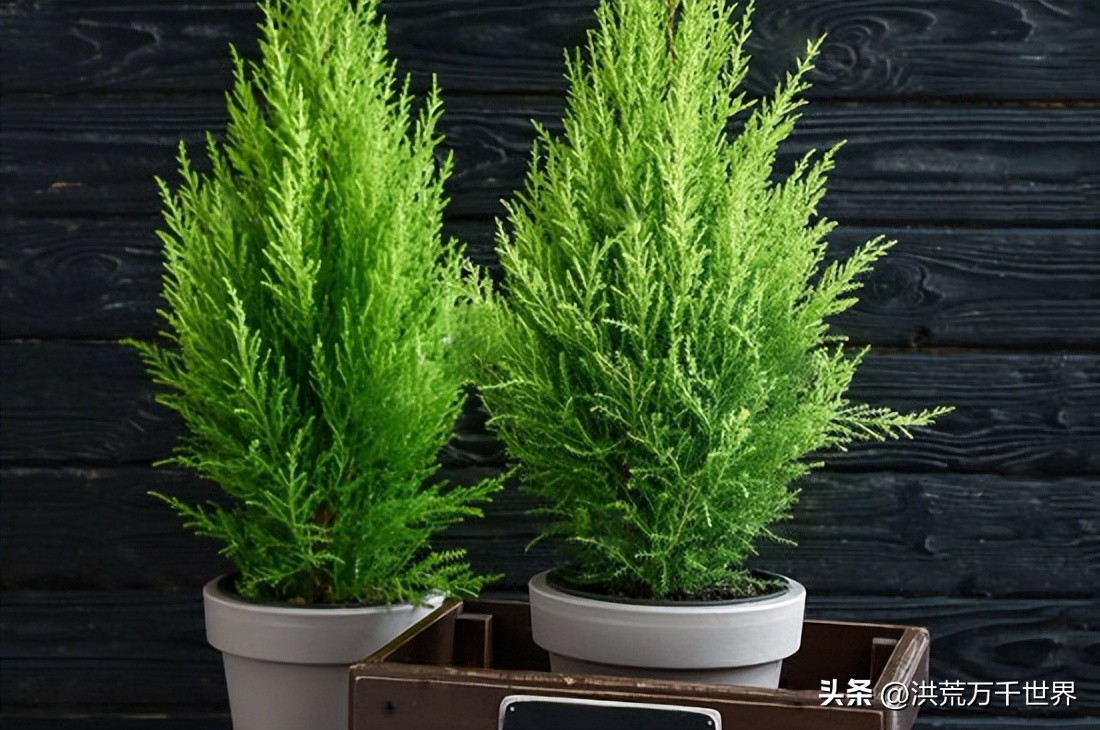 The flower language and meaning of fragrant pine - iNEWS