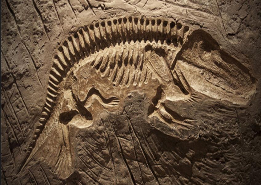 Why did the snake lose its legs 26 times in difficult evolution ...