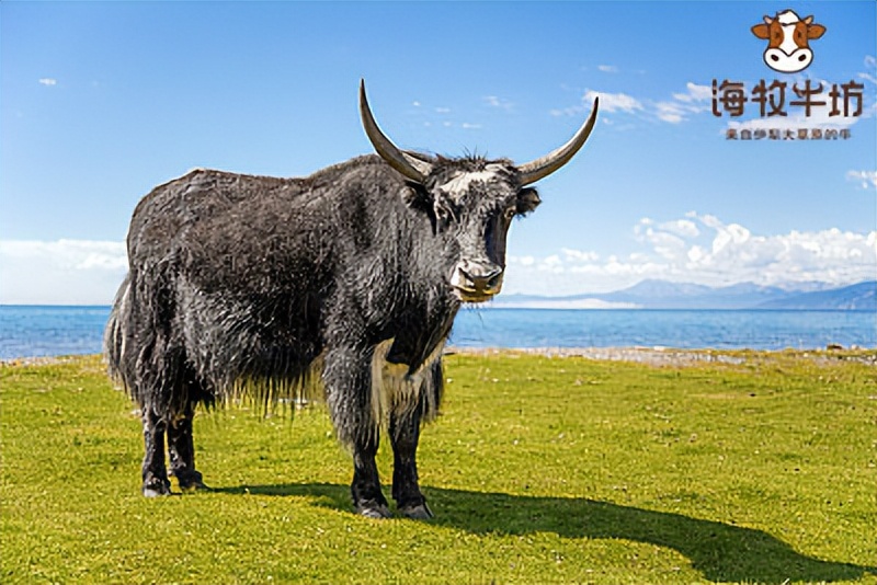 The difference between yak meat and ordinary beef (beef consumption ...