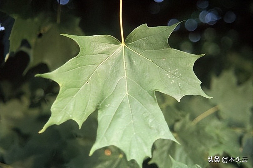 The 10 Most Common Hardwood Trees in North America - iNEWS