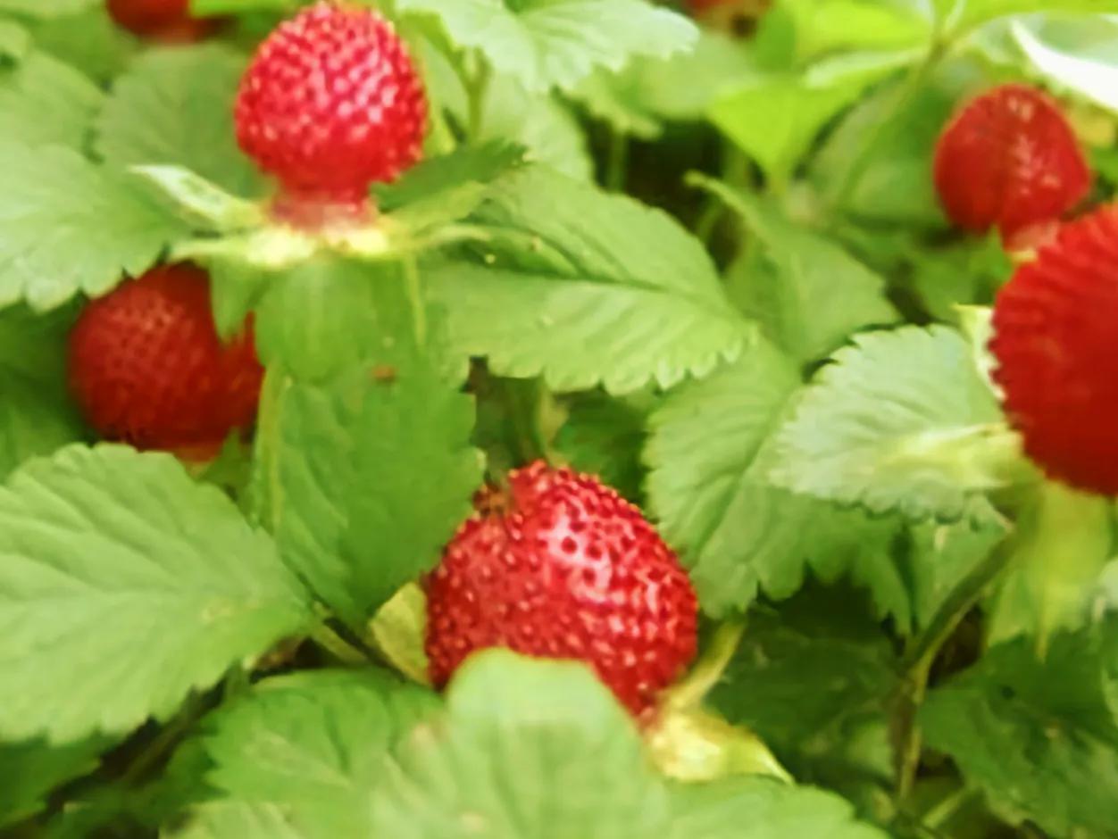 Snakeberry: A Fruit Full of Miracles - iMedia