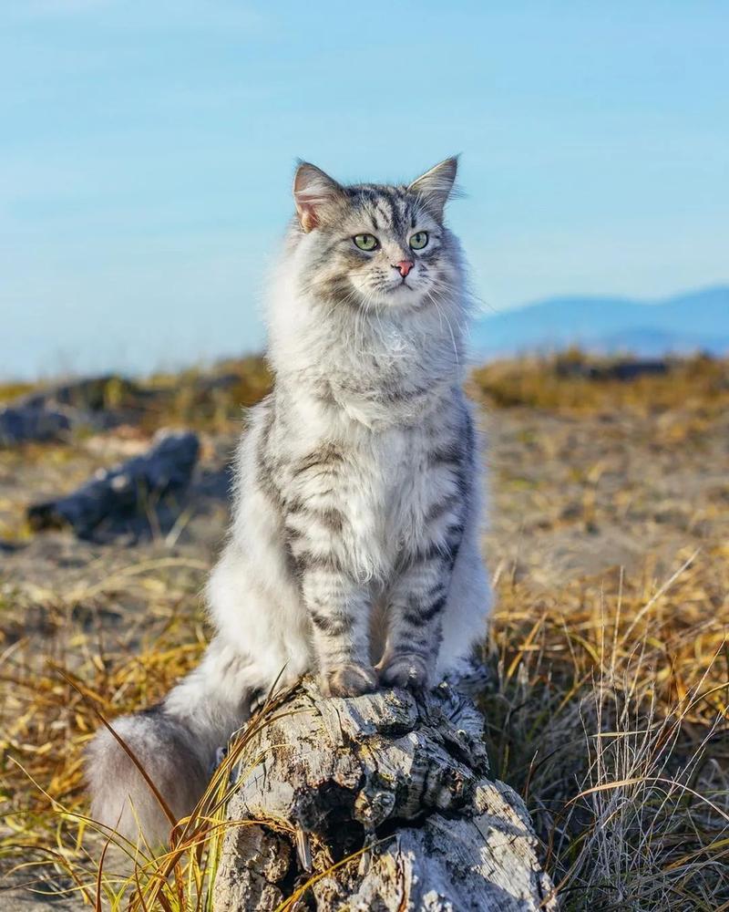 Inventory of the "smelliest" 3 kinds of cats and the most "non-stinky ...