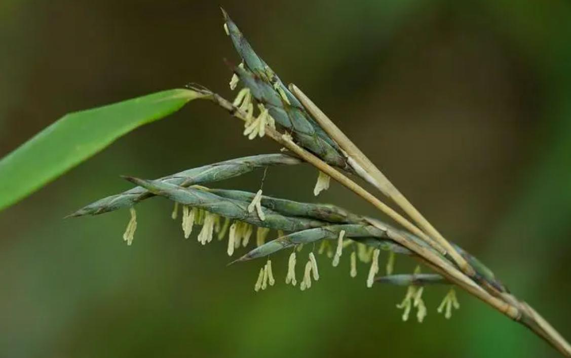 do you know? Bamboo flowering actually affects the entire ecosystem ...