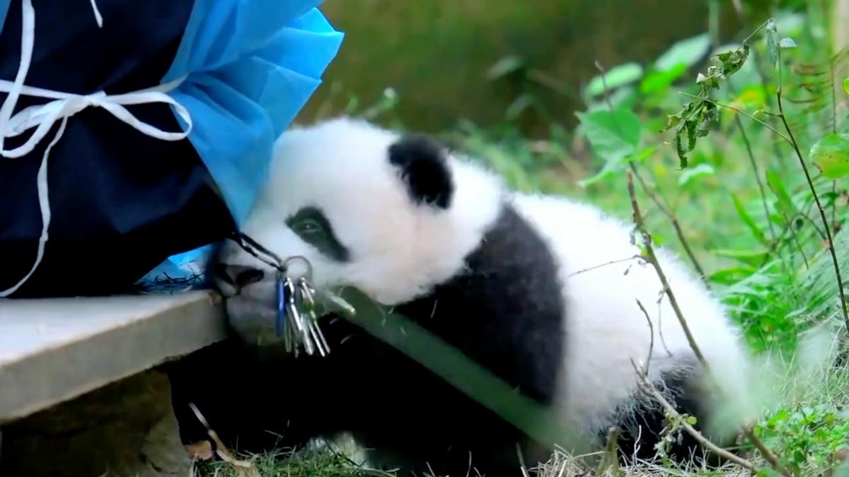 The unstoppable "Xizhimen Prince", Menglan successfully "out of the ...