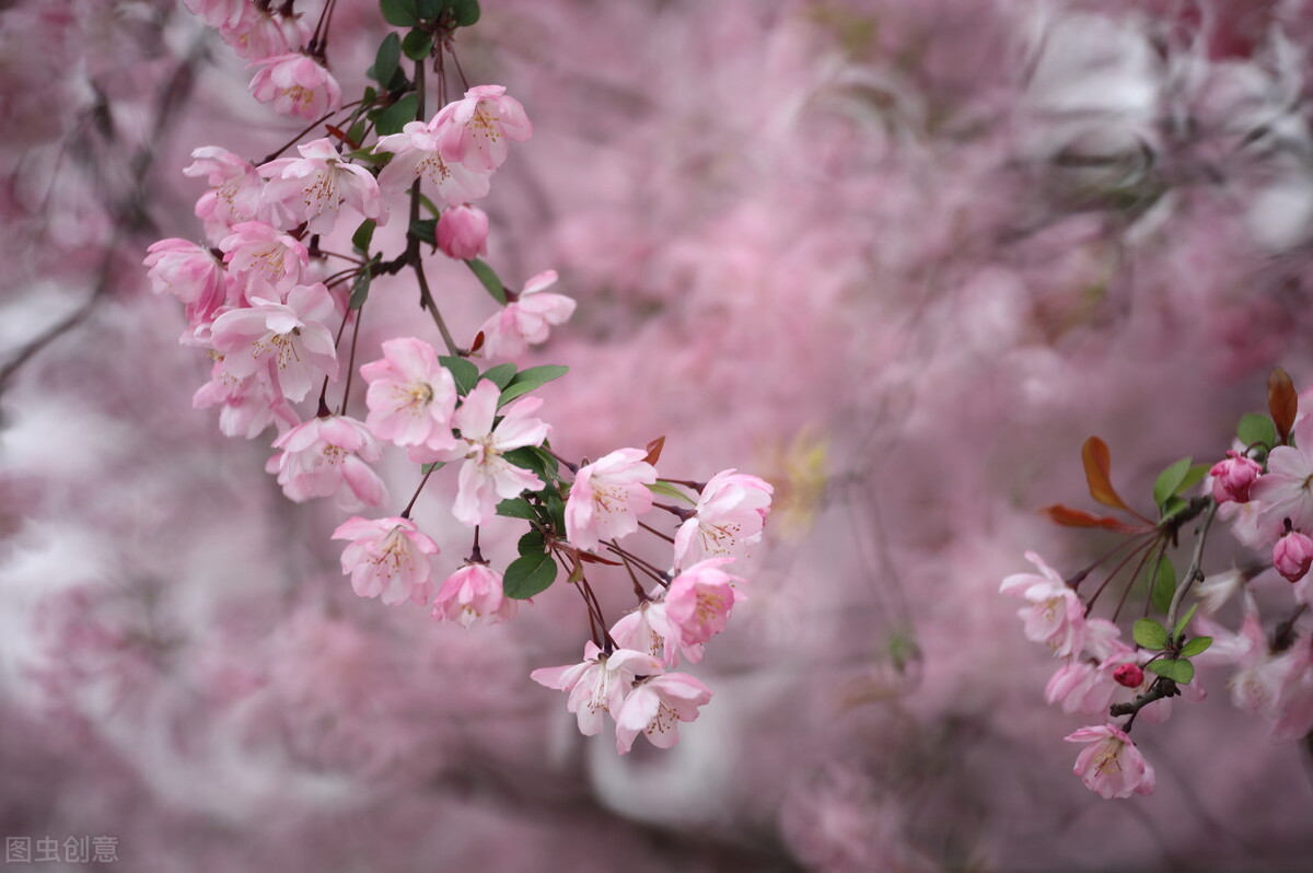 A love story that happened in spring, Han Xie's "Youth" - iNEWS