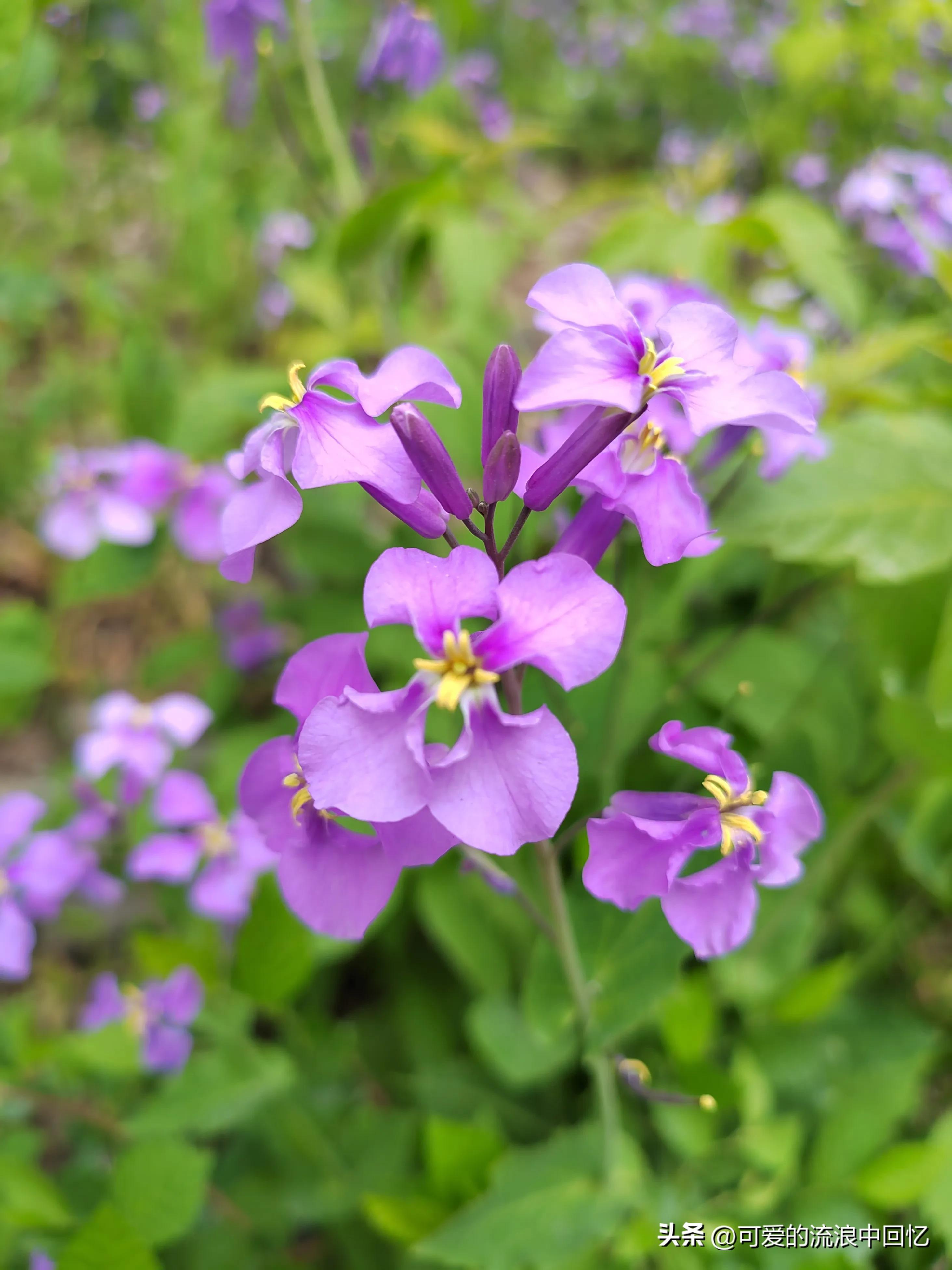 Fragrant memory - iNEWS