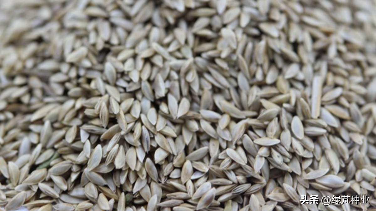 paradise grass seeds - iNEWS