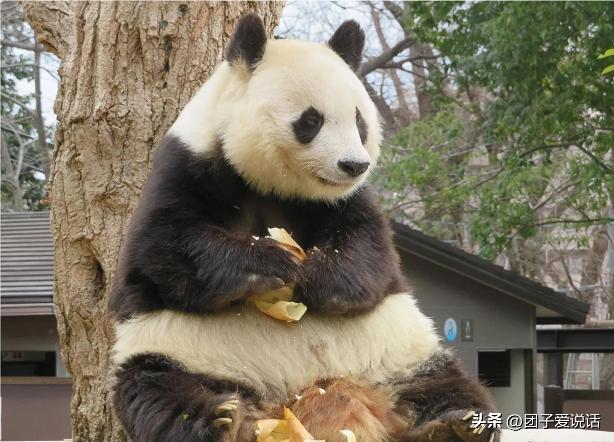 The giant panda "Dandan" who may never return home - iMedia