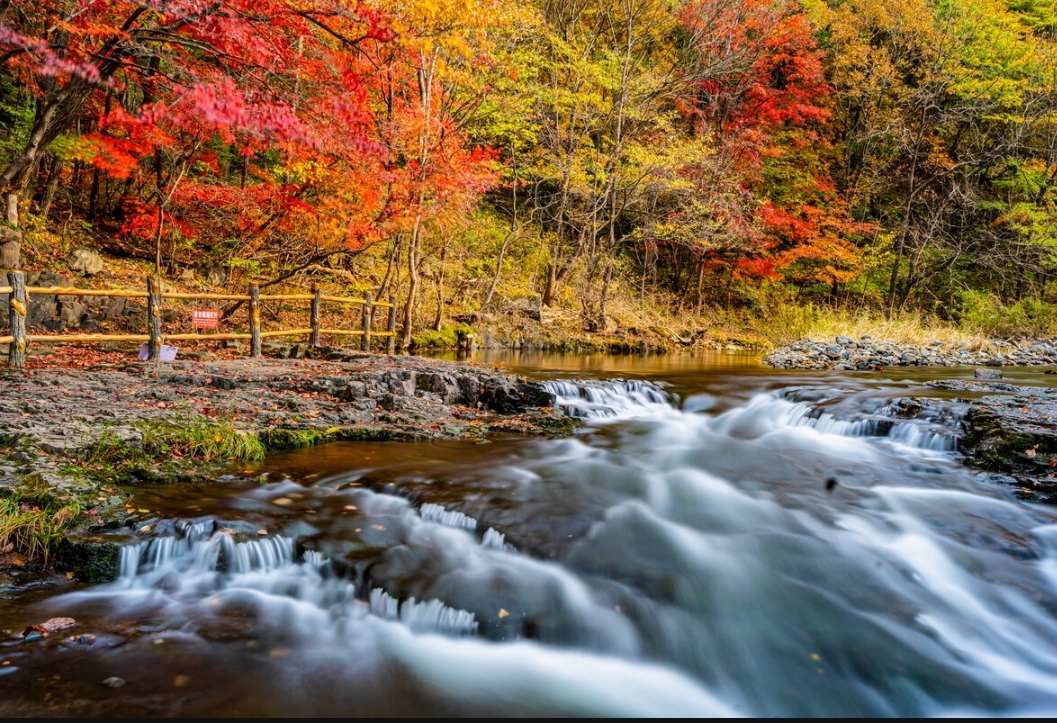 It's red!Benxi, the most beautiful maple leaf viewing spot, ranks first ...