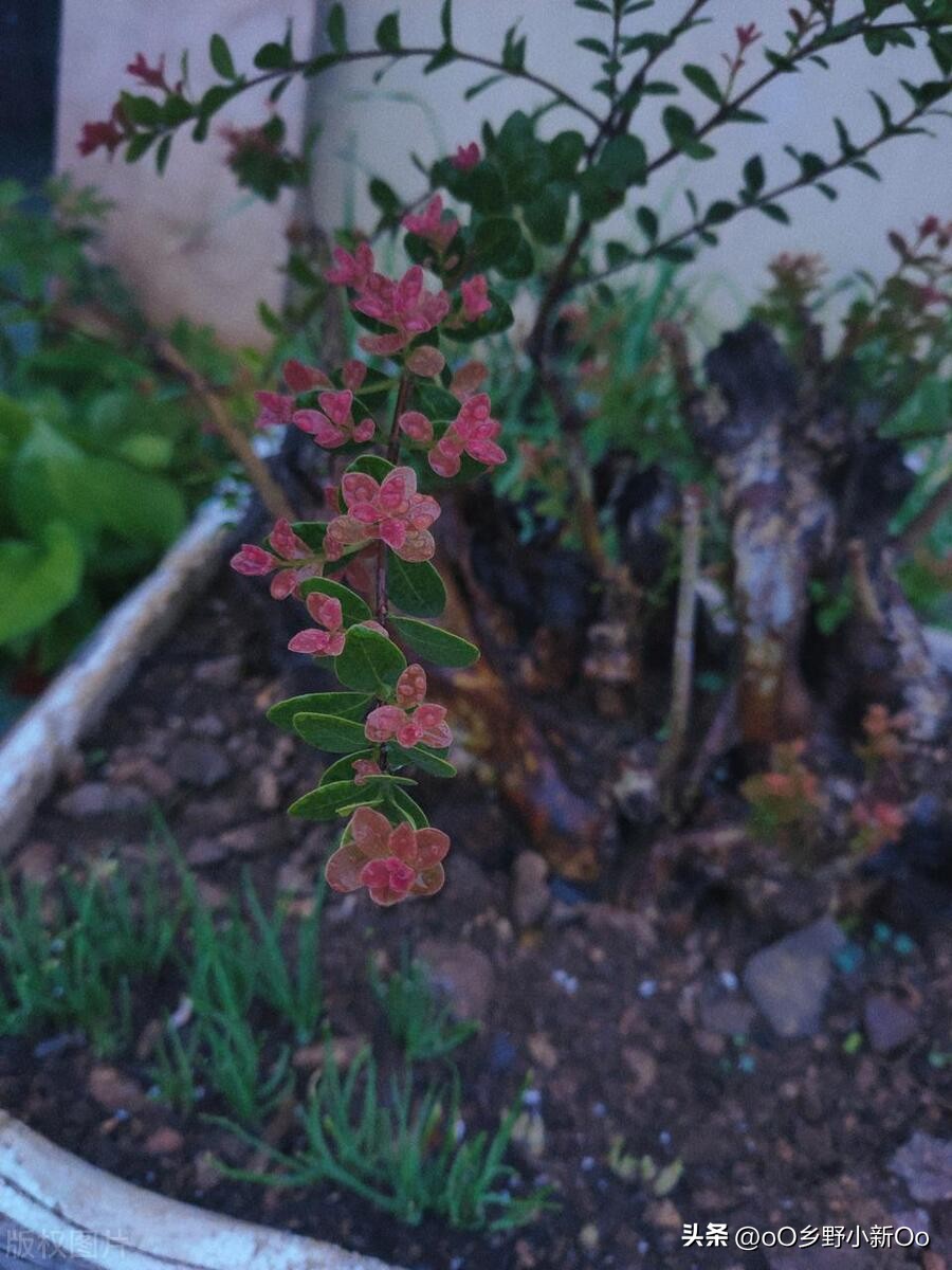 The cultivation methods and precautions of red nan will help you ...