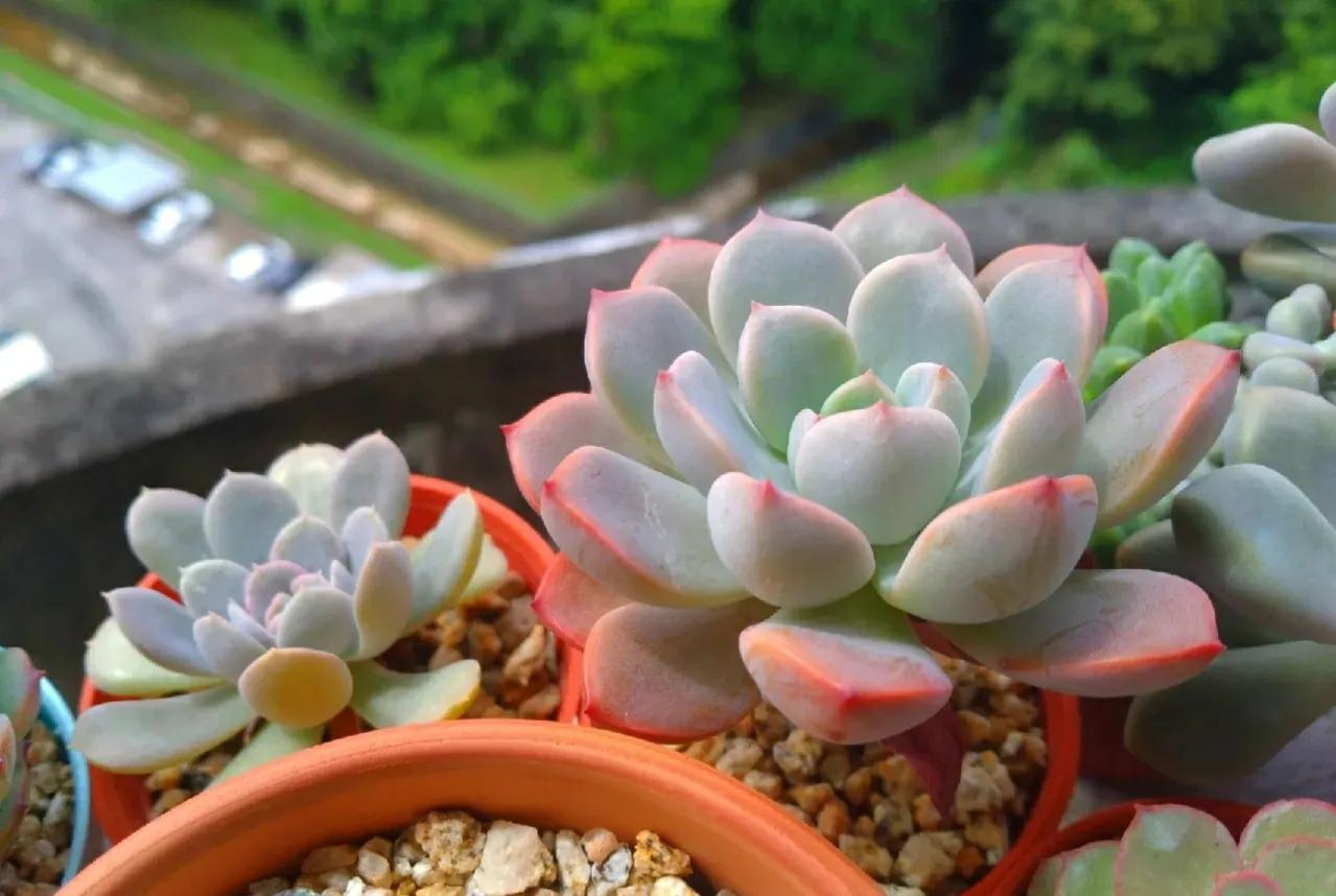 Stop raising succulents. These two major problems are difficult to ...