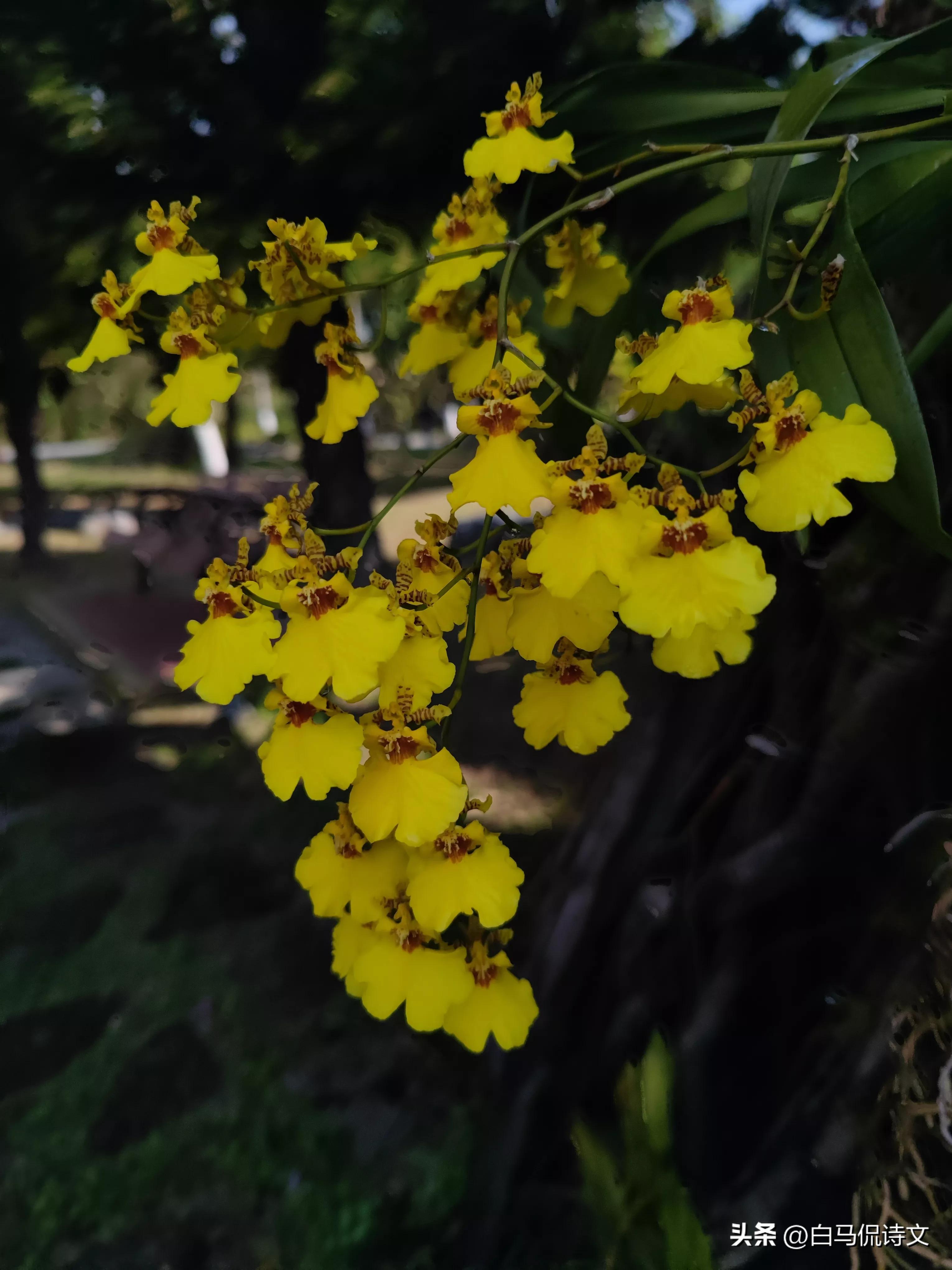 Yu Xiuhua's new work: Those flowers, those rains, those children's ...