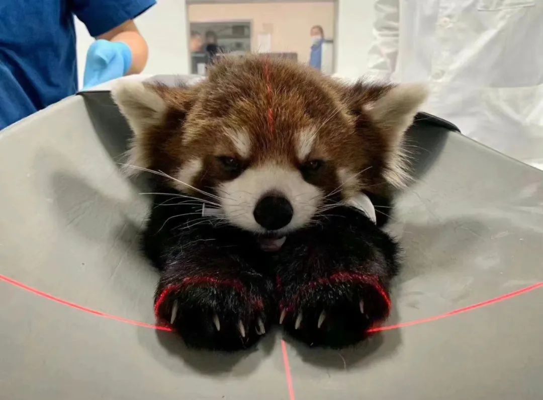 The zoo shared a wave of photos of small animals doing CT scans during ...