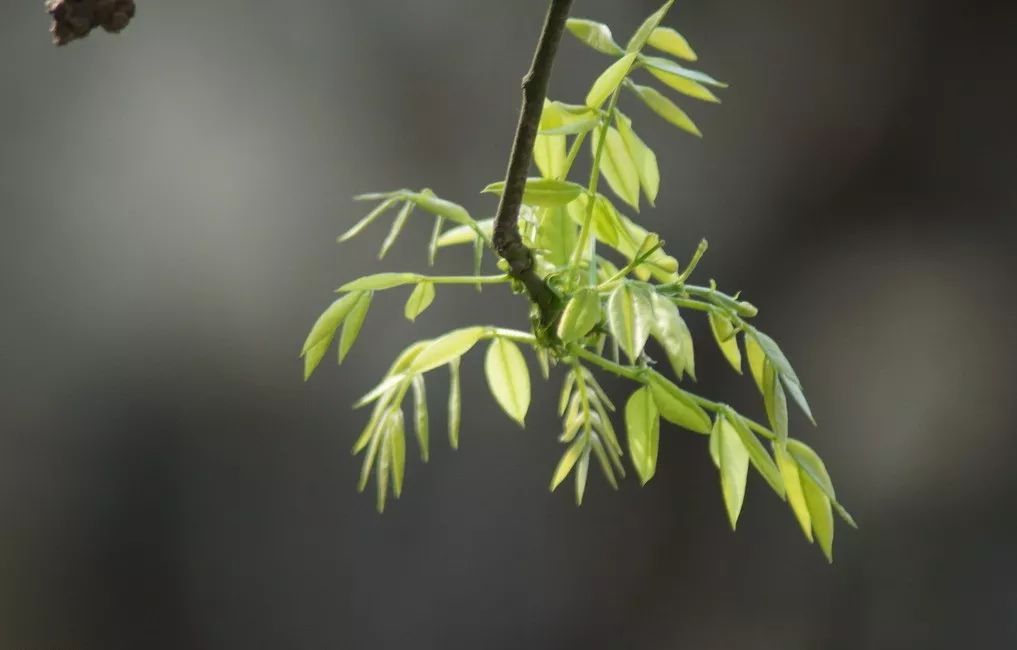 "Spring is in the Collection": and recite Tao Ling's new Miao sentences ...