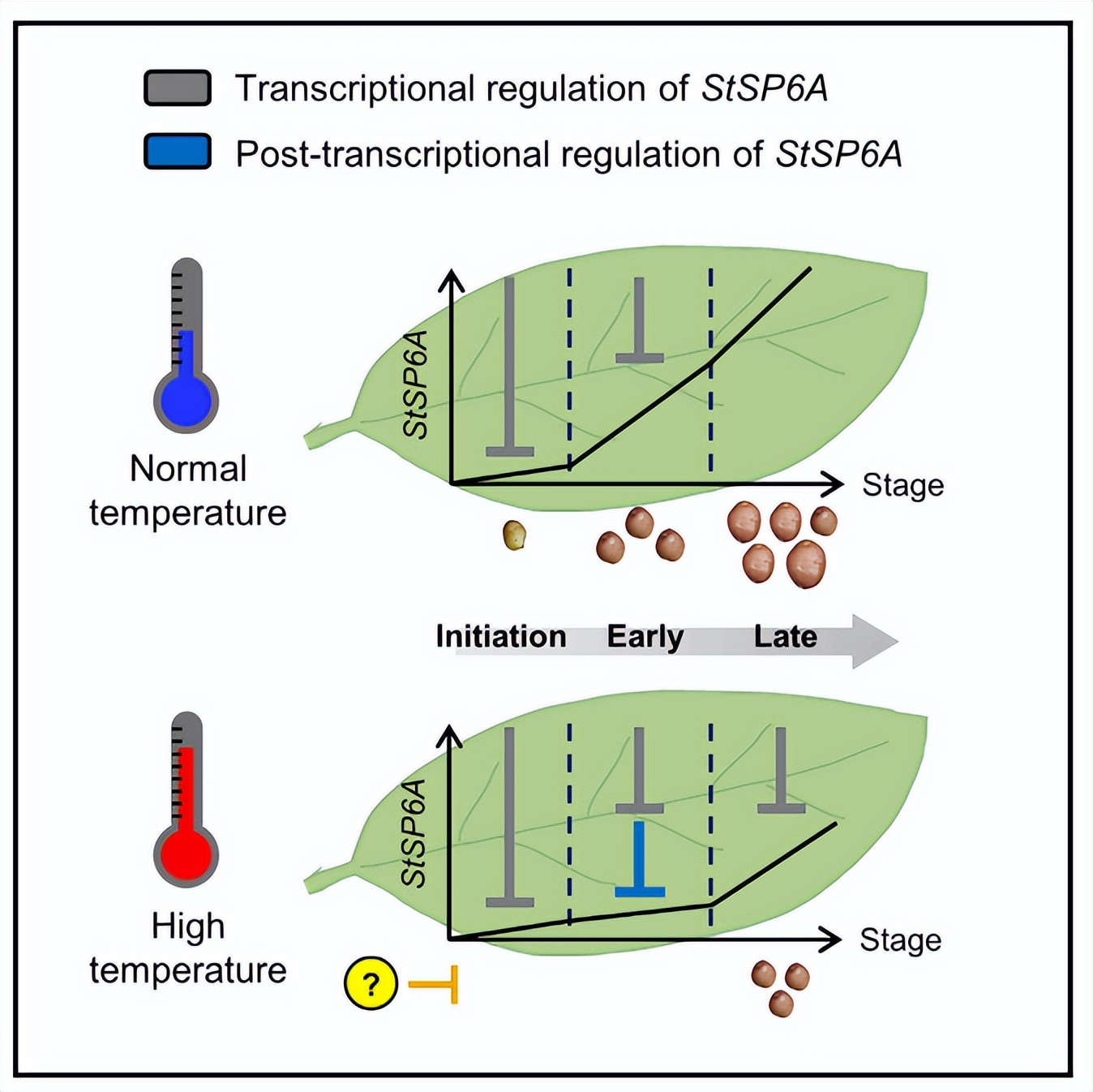 "Cell Reports" Korean scholars reveal the molecular mechanism of high ...