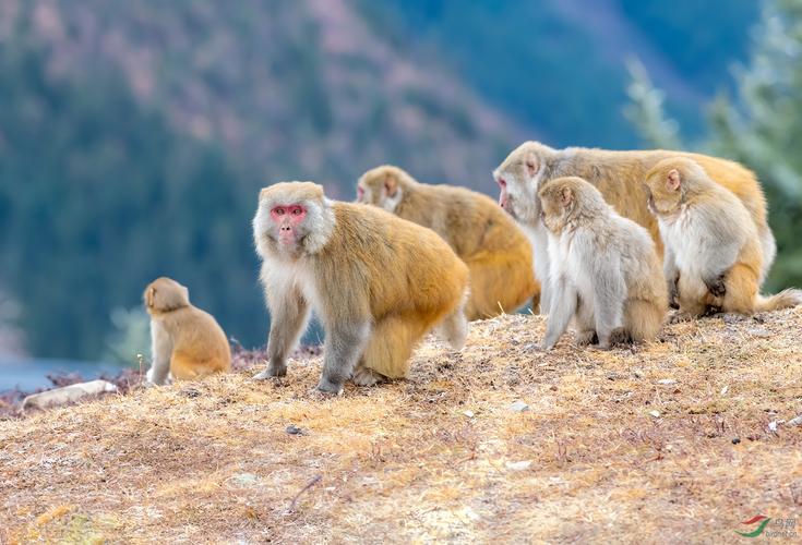 He wore a Wukong suit to play with the Emei monkeys, but he didn't ...