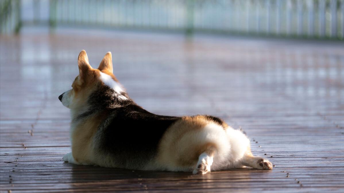 Corgi's fat ass is cute after the tail dock, but do you know why Corgi ...