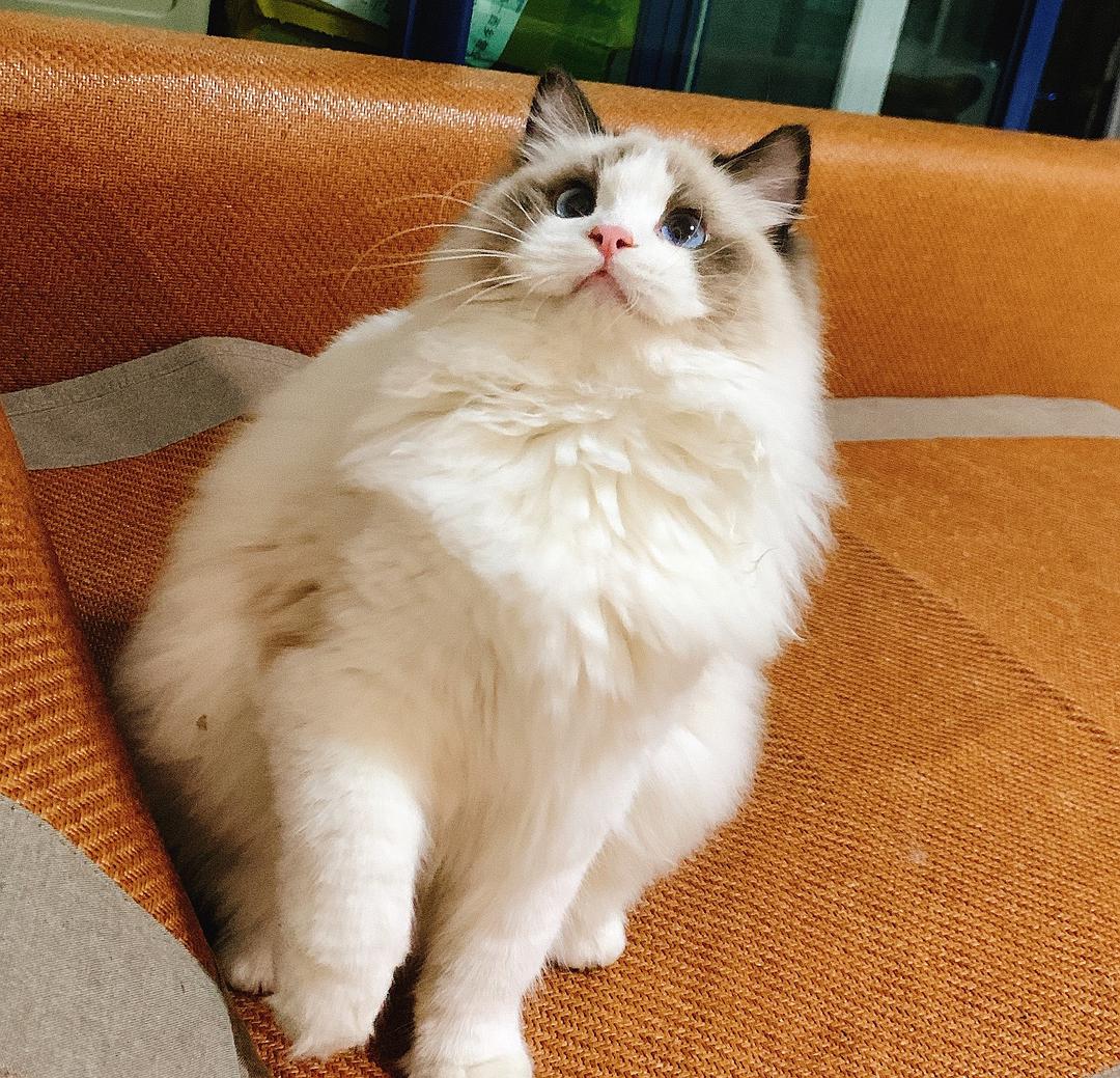 The color of the puppet cat is silly and unclear. Basically, these 3 ...