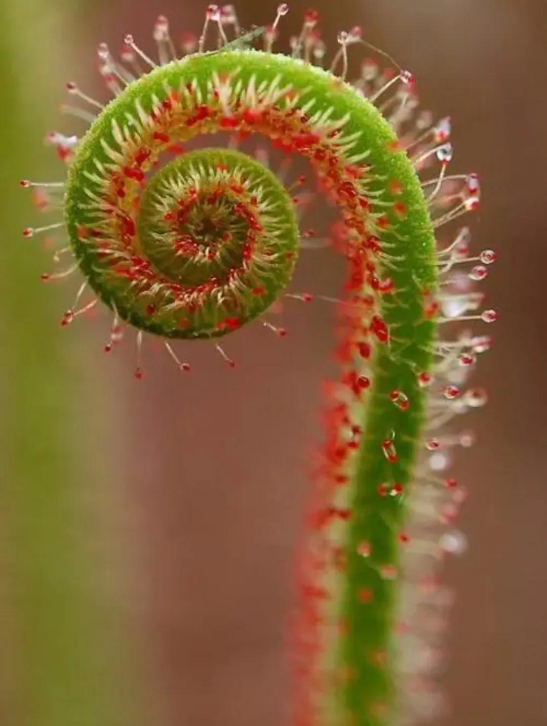 predators of the plant kingdom - iNEWS