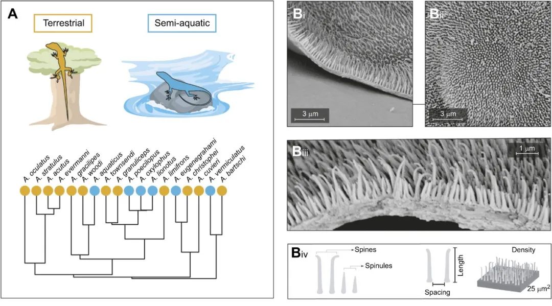 Lizards with special skin effects perform water escape - iMedia