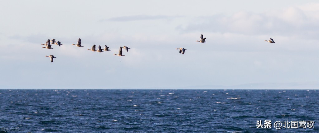 A group of poems about wild geese - The misty rain in the south of the ...