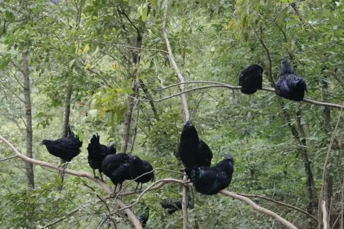 World Legend, Fengfei Qinling - Lueyang black-bone chicken - iNEWS